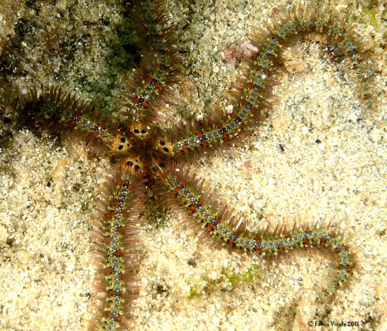 Ophiothrix fragilis (Abildgaard, in O.F. Müller, 1789) , Natura ...