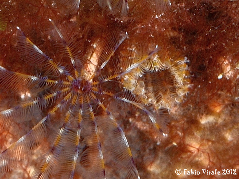 Sabella sp , Natura Mediterraneo | Forum Naturalistico