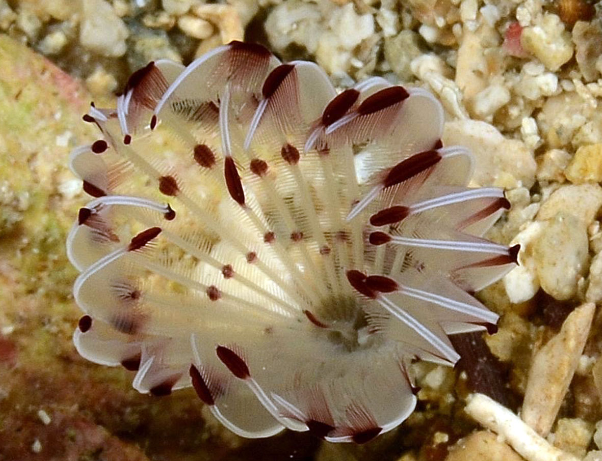 Sabella pavonina , Natura Mediterraneo | Forum Naturalistico