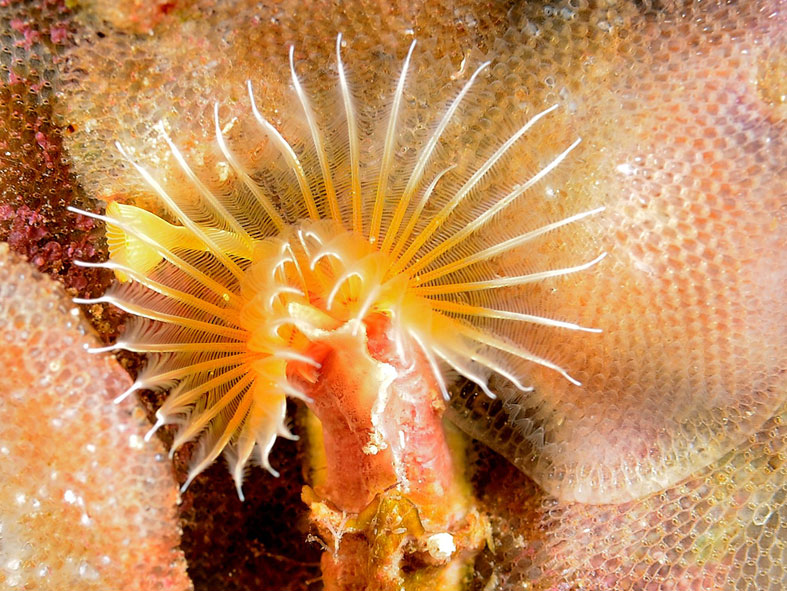 Serpula sp. , Natura Mediterraneo | Forum Naturalistico