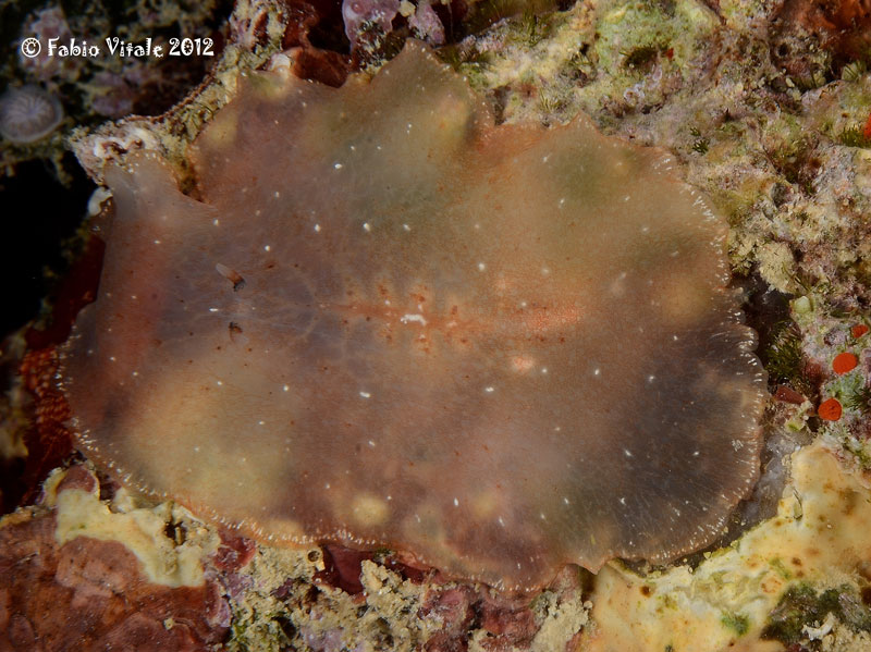 Stylochus o Planocera ? , Natura Mediterraneo | Forum Naturalistico