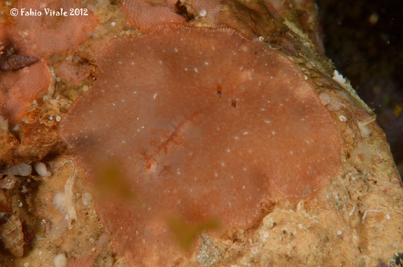 Stylochus o Planocera ? , Natura Mediterraneo | Forum Naturalistico