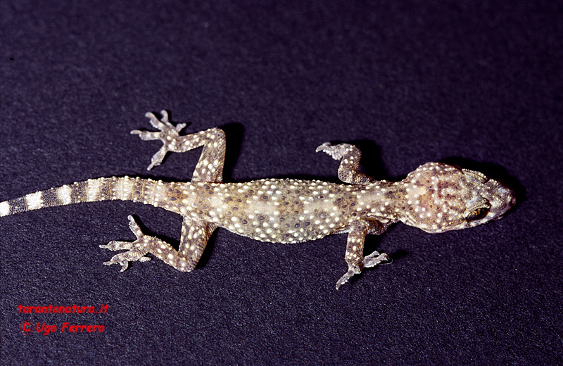 Geco in primo piano , Natura Mediterraneo | Forum Naturalistico