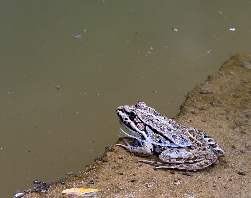 Canta rana 2012 ! , Natura Mediterraneo | Forum Naturalistico