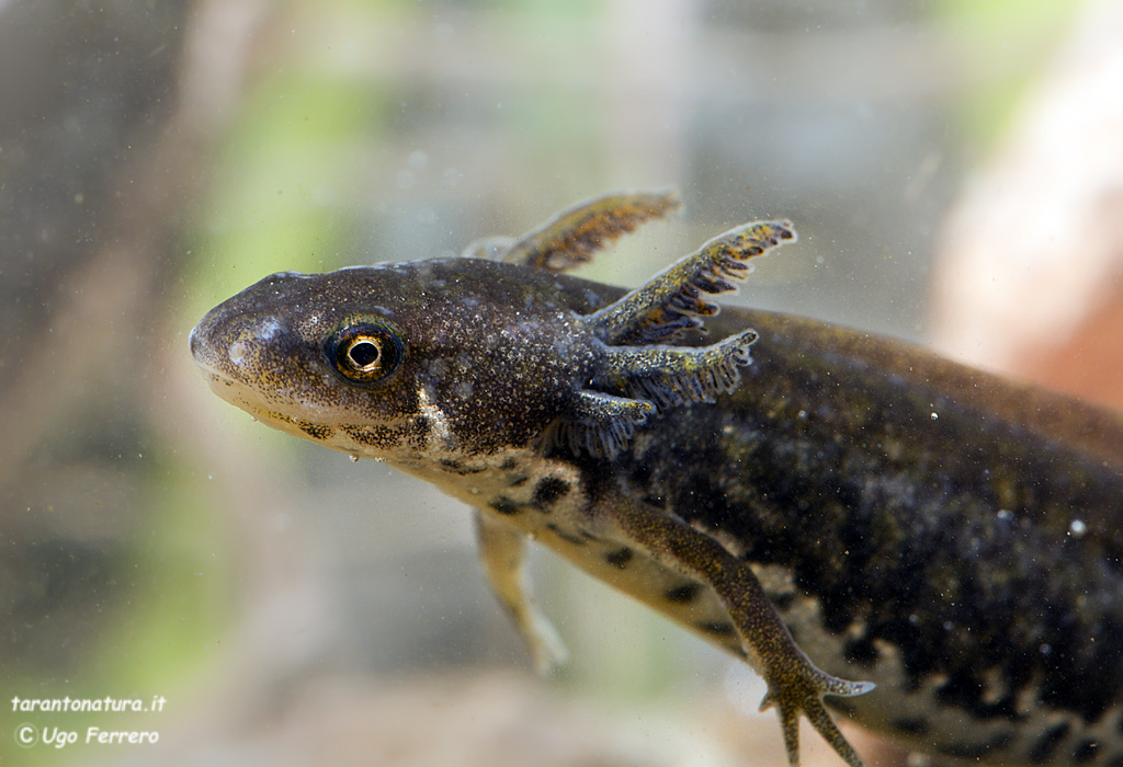 Tritoni neotenici dalla prov. di Taranto-2puntata-L.italicus , Natura ...