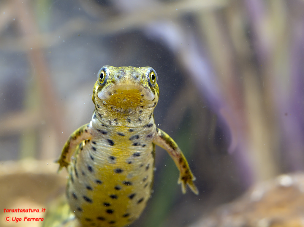 Tritoni neotenici dalla prov. di Taranto-2puntata-L.italicus , Natura ...