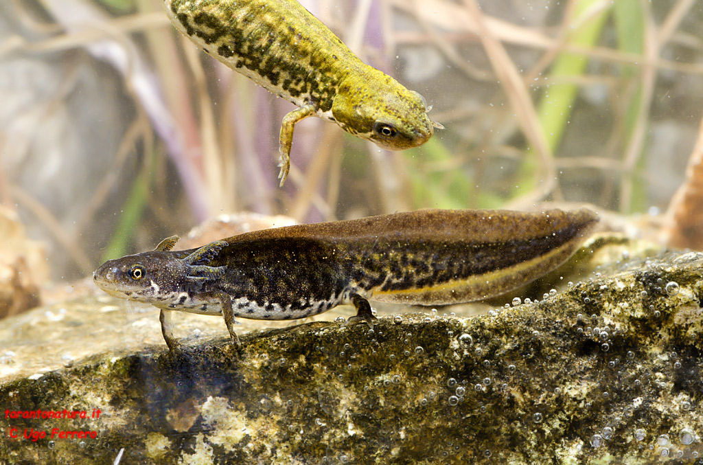 Tritoni neotenici dalla prov. di Taranto-2puntata-L.italicus , Natura ...