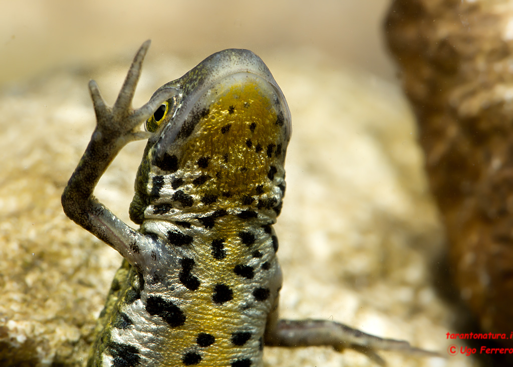 Tritoni neotenici dalla prov. di Taranto-2puntata-L.italicus , Natura ...