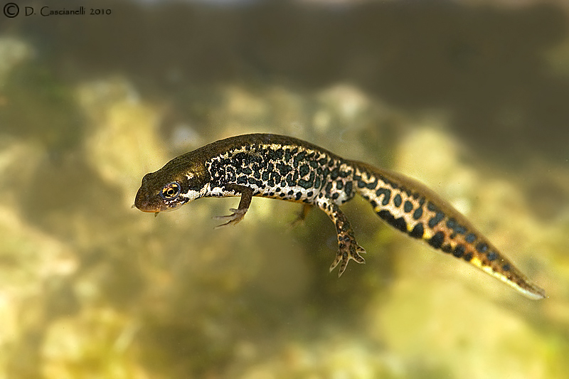 tris di tritoni , Natura Mediterraneo | Forum Naturalistico