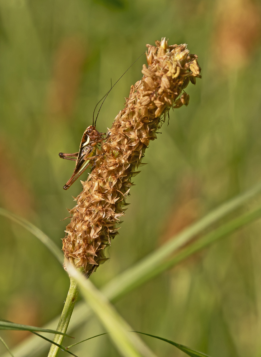 pholidoptera fallax , Natura Mediterraneo | Forum Naturalistico