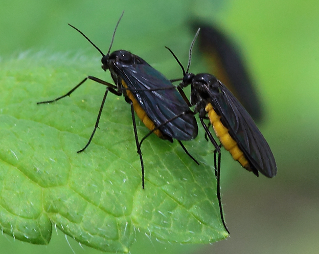 Argidae? No Sciaridae: Sciara hemerobioides , Natura Mediterraneo ...