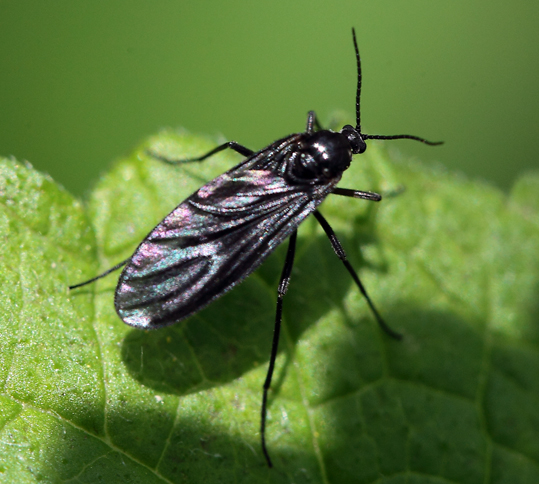 Argidae? No Sciaridae: Sciara hemerobioides , Natura Mediterraneo ...