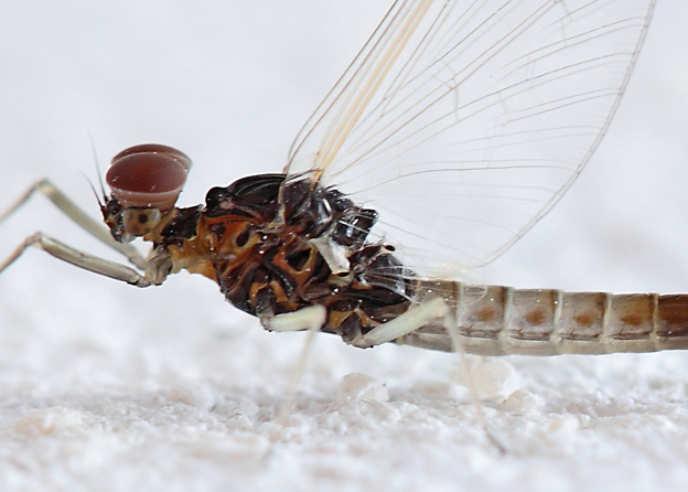 Effimera2 , Natura Mediterraneo | Forum Naturalistico