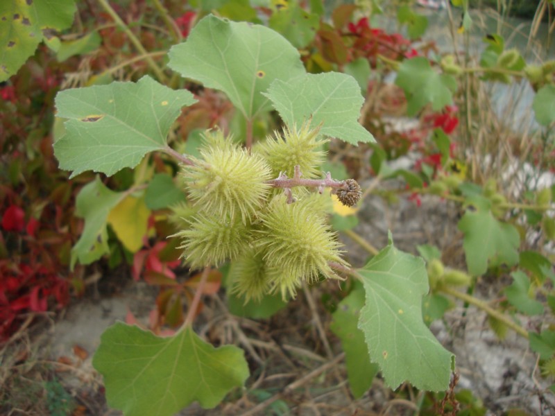 Xanthium sp. , Natura Mediterraneo | Forum Naturalistico