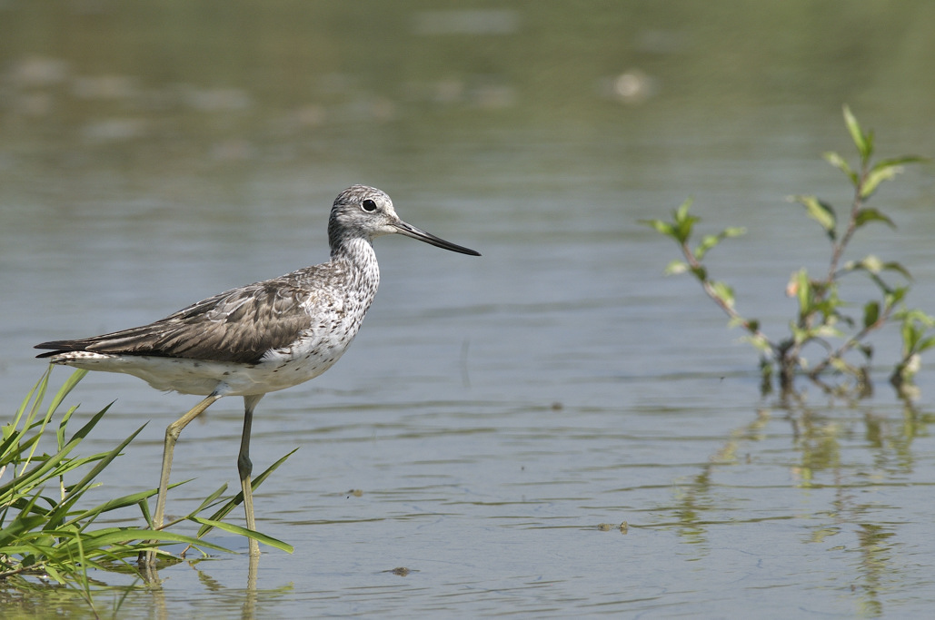 Pantana , Natura Mediterraneo | Forum Naturalistico