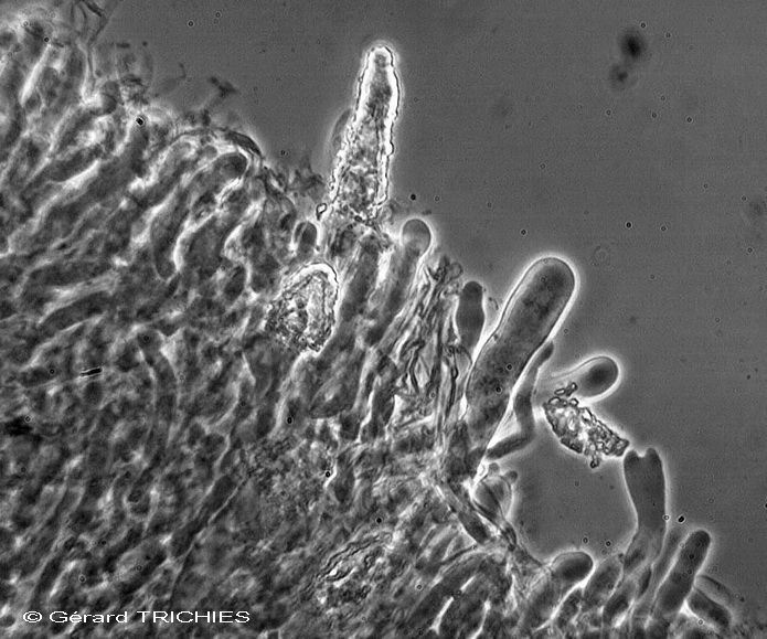 Una crosta da determinare - foto 3627 (Mutatoderma mutatum) , Natura ...