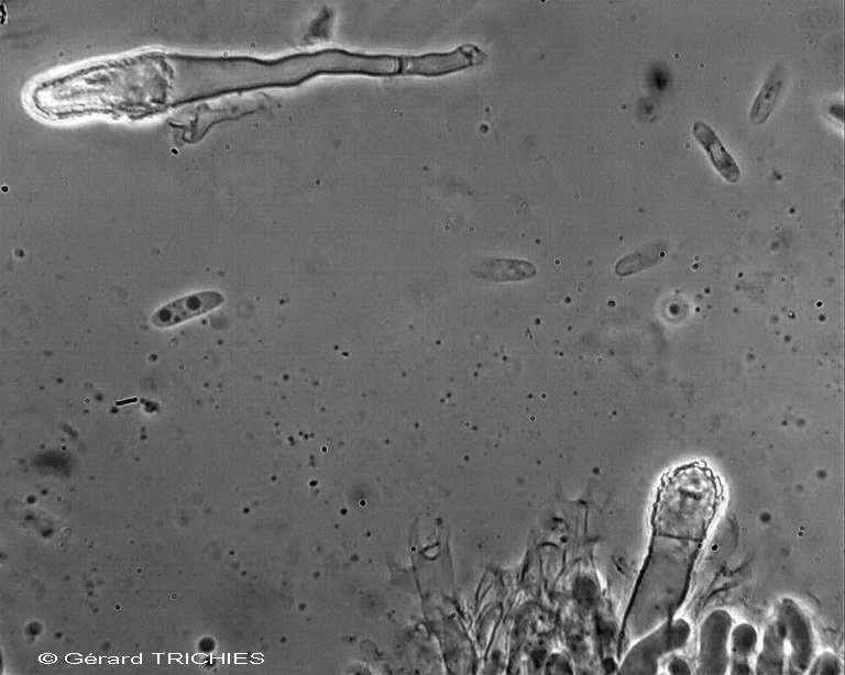 Una crosta da determinare - foto 3627 (Mutatoderma mutatum) , Natura ...