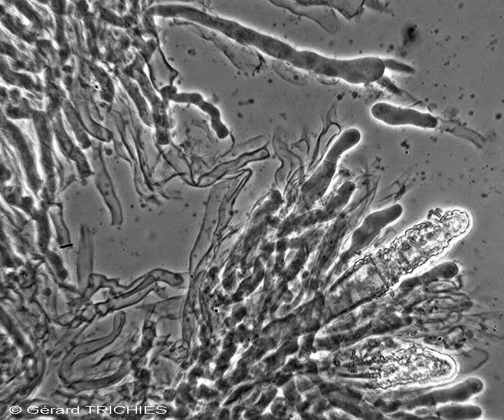 Una crosta da determinare - foto 3627 (Mutatoderma mutatum) , Natura ...