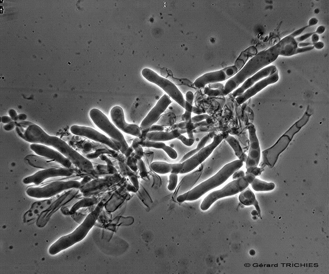 Plasmodio vs Phanerochaete?-foto3517(Hyphoderma roseocremeum , Natura ...