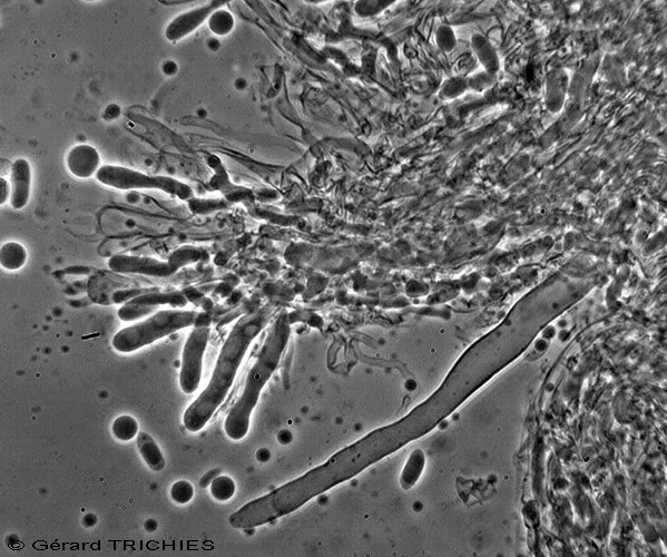 Plasmodio vs Phanerochaete?-foto3517(Hyphoderma roseocremeum , Natura ...