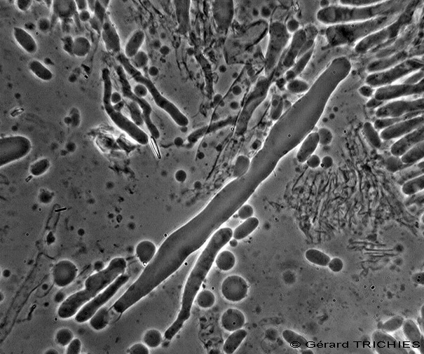 Plasmodio vs Phanerochaete?-foto3517(Hyphoderma roseocremeum , Natura ...