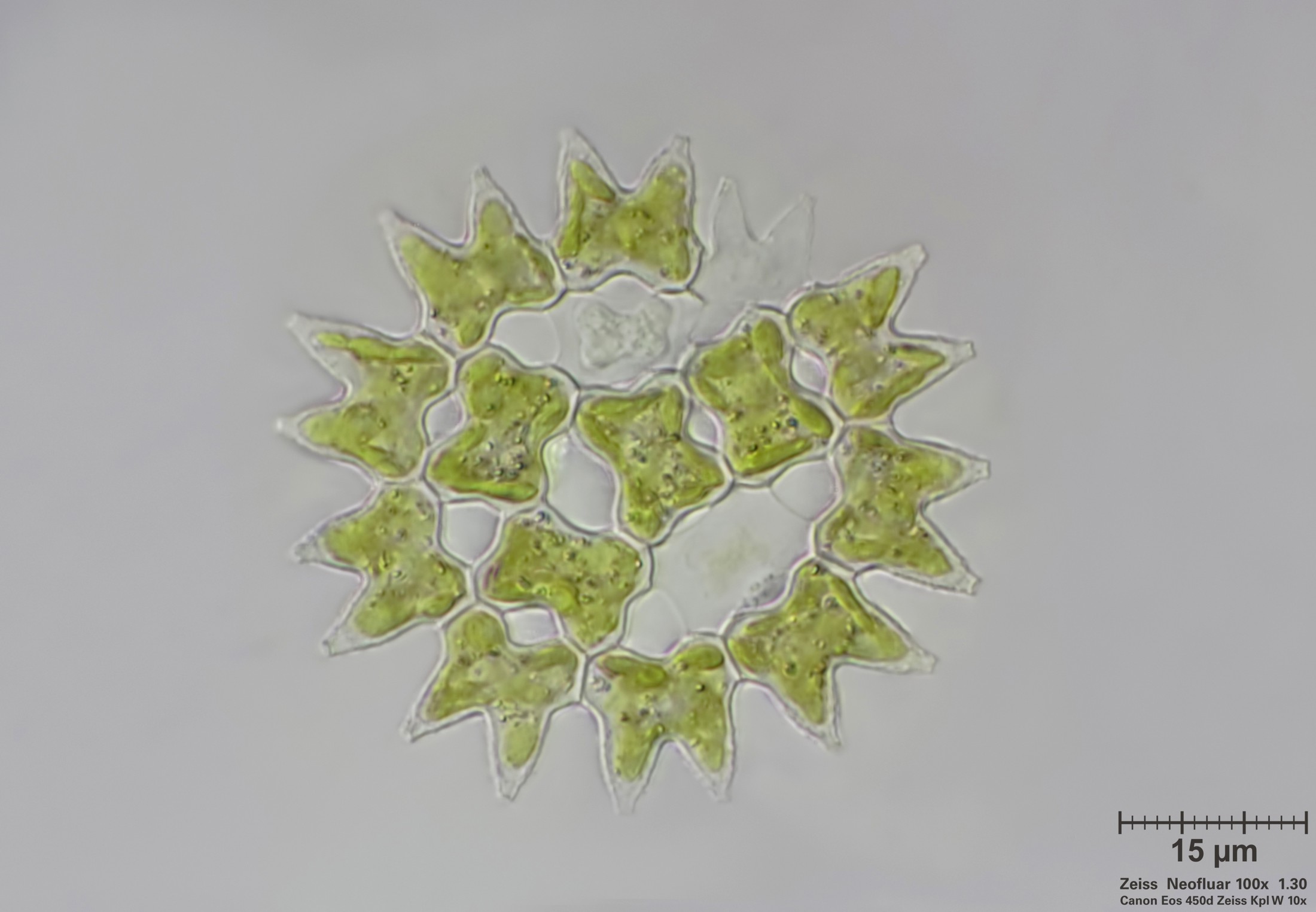 Pediastrum , Natura Mediterraneo | Forum Naturalistico