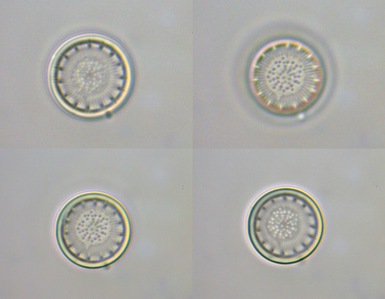 Cyclotella , Natura Mediterraneo | Forum Naturalistico