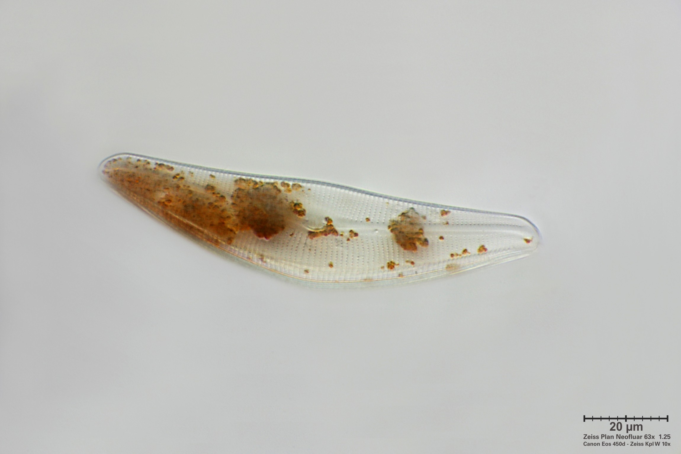 Cymbella , Natura Mediterraneo | Forum Naturalistico