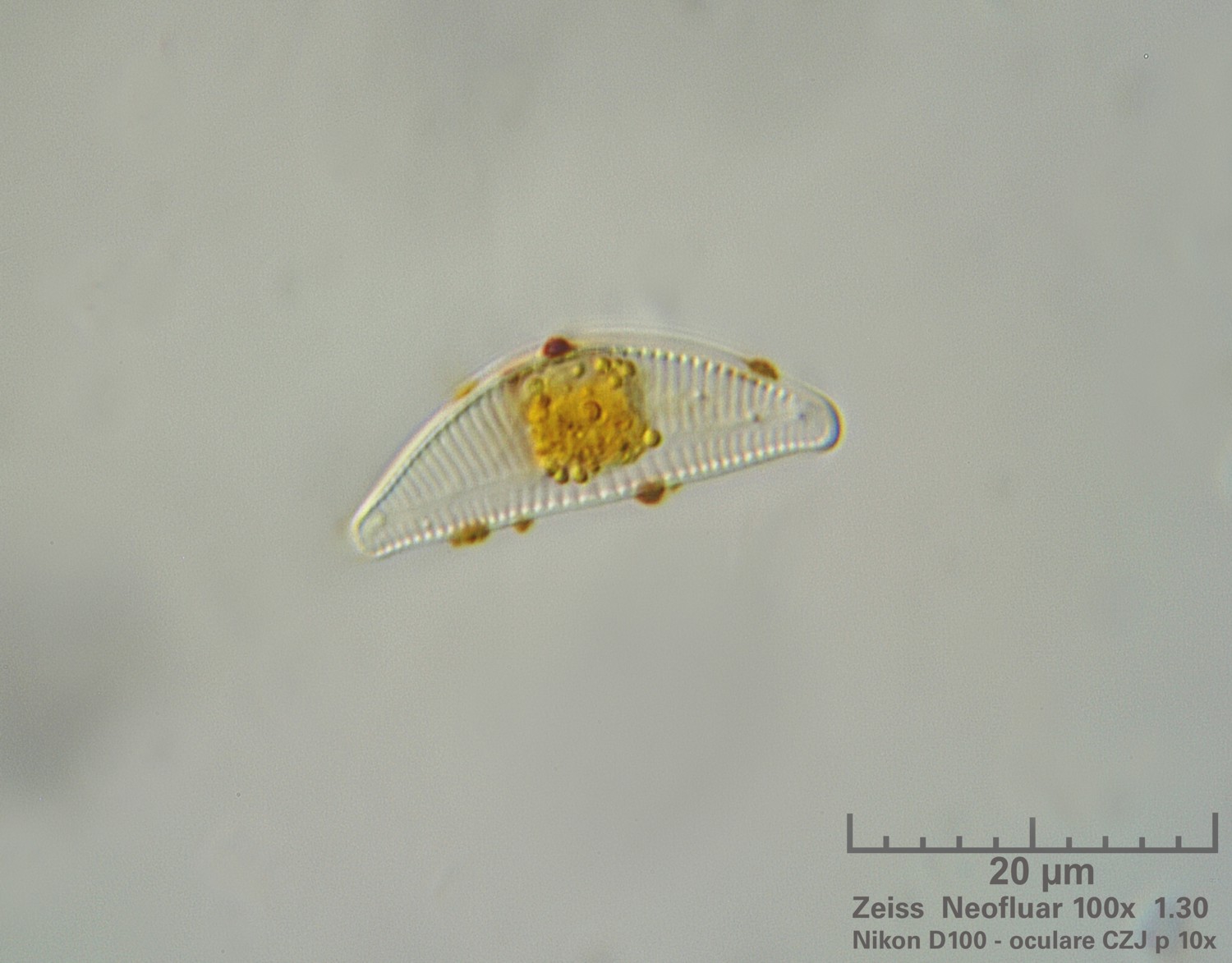 Cymbella , Natura Mediterraneo | Forum Naturalistico
