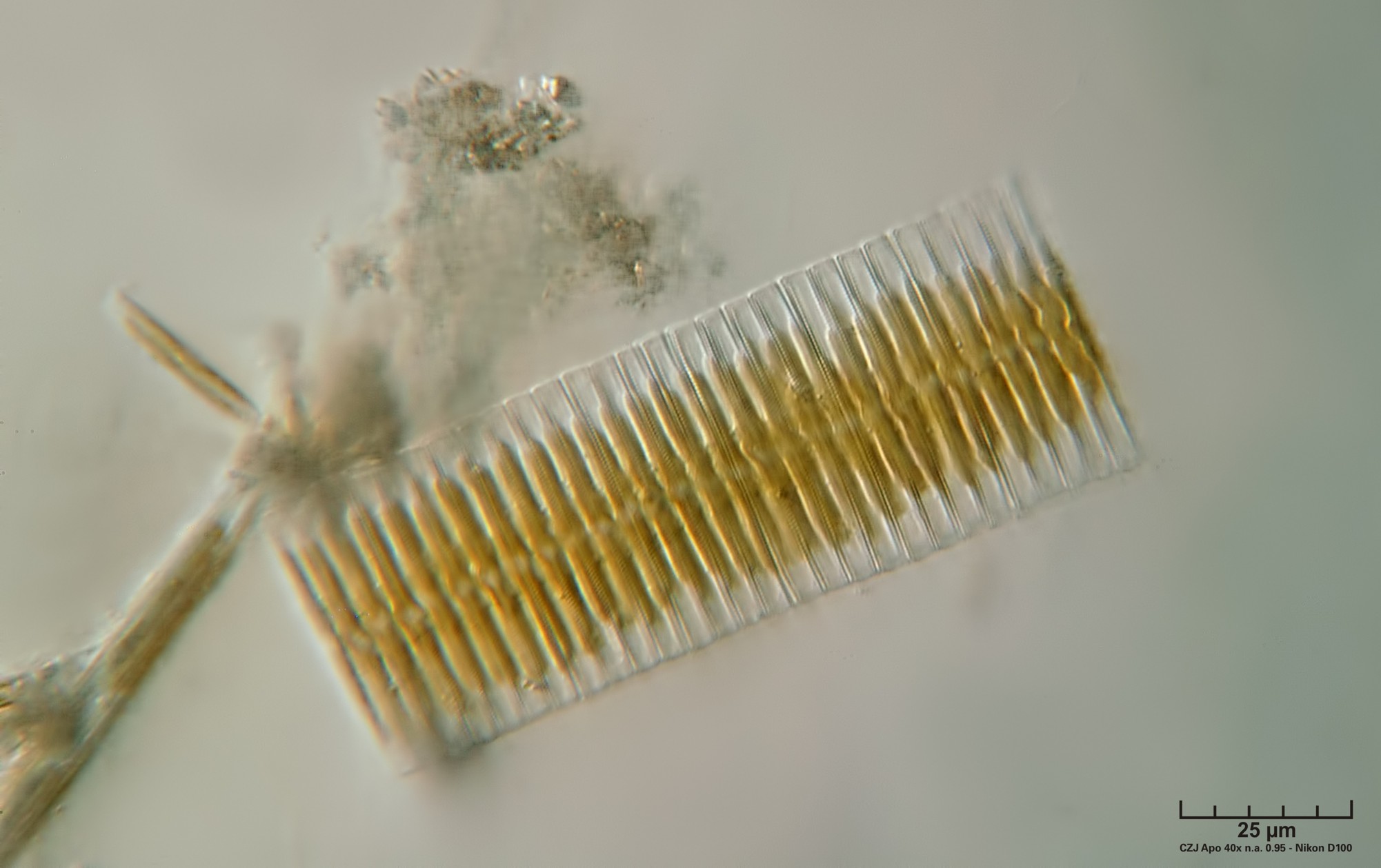 Fragilaria , Natura Mediterraneo | Forum Naturalistico