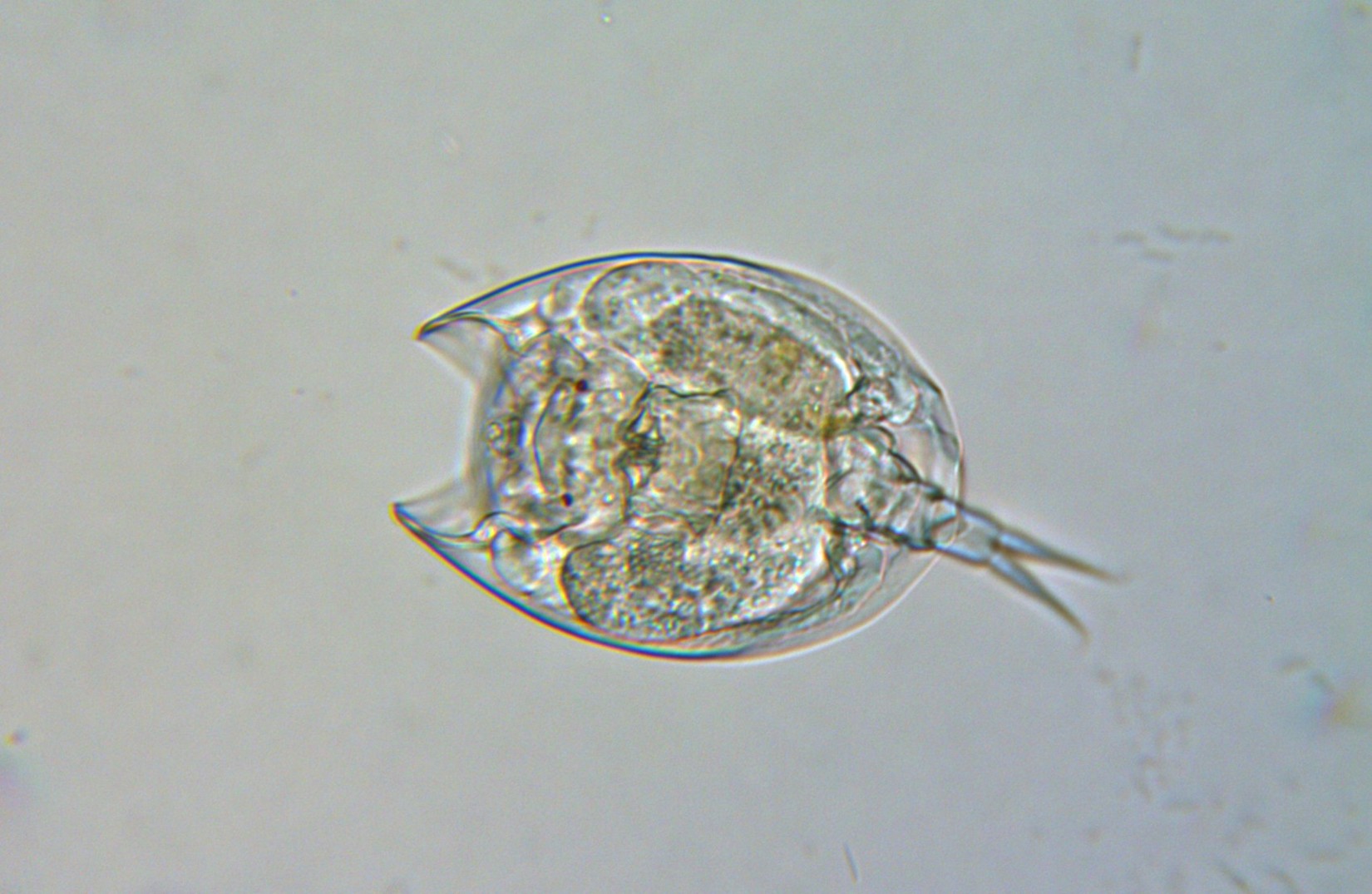 Lecane 1 , Natura Mediterraneo | Forum Naturalistico