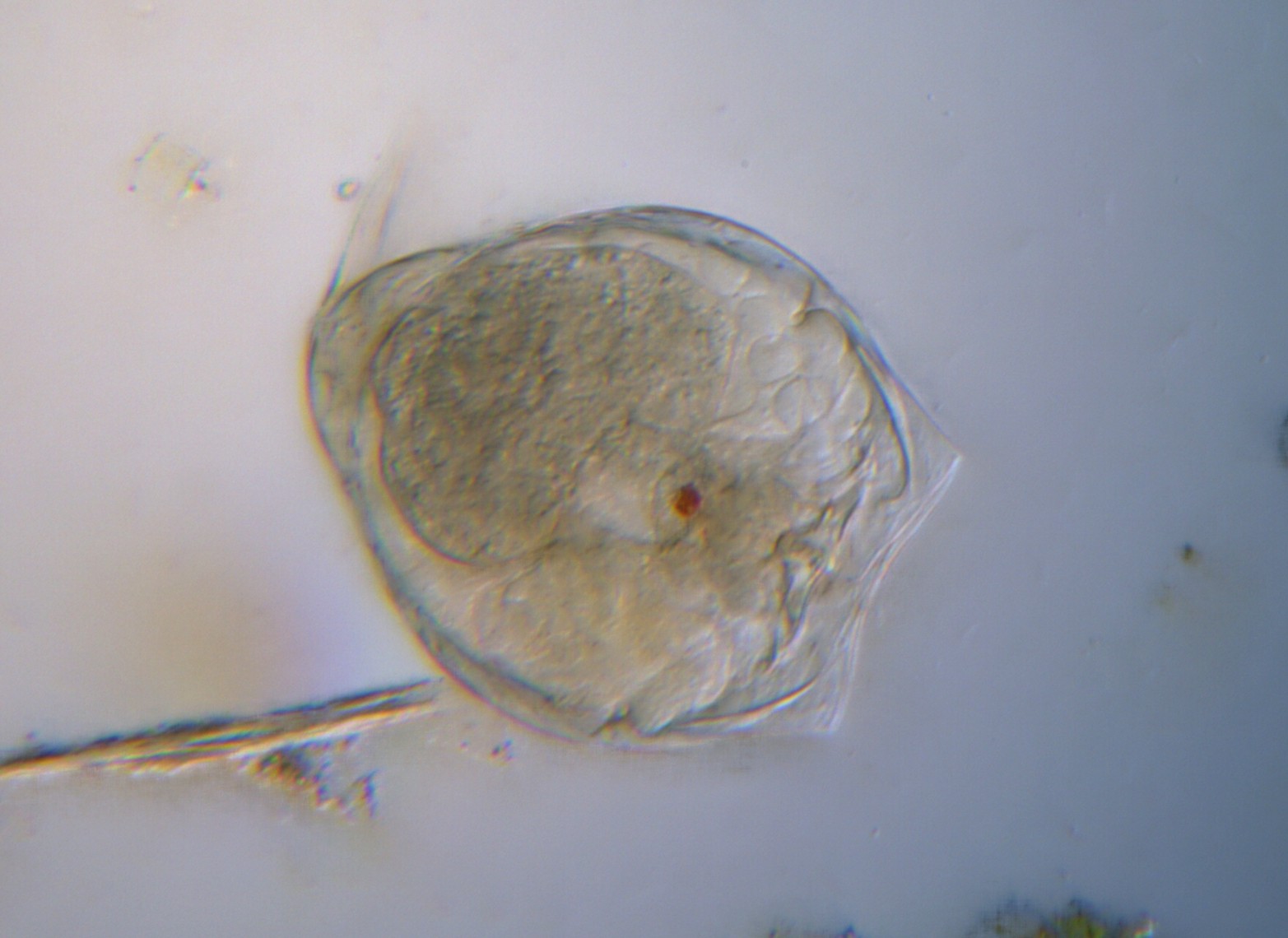 Lecane , Natura Mediterraneo | Forum Naturalistico