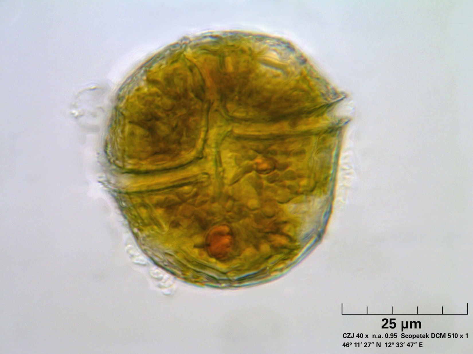 Peridinium , Natura Mediterraneo | Forum Naturalistico