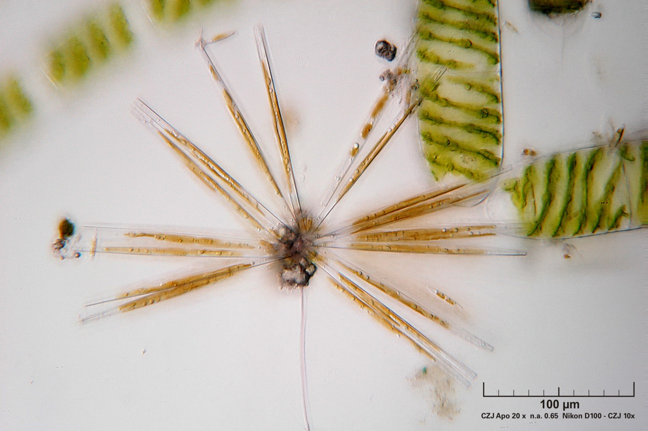 Synedra , Natura Mediterraneo | Forum Naturalistico
