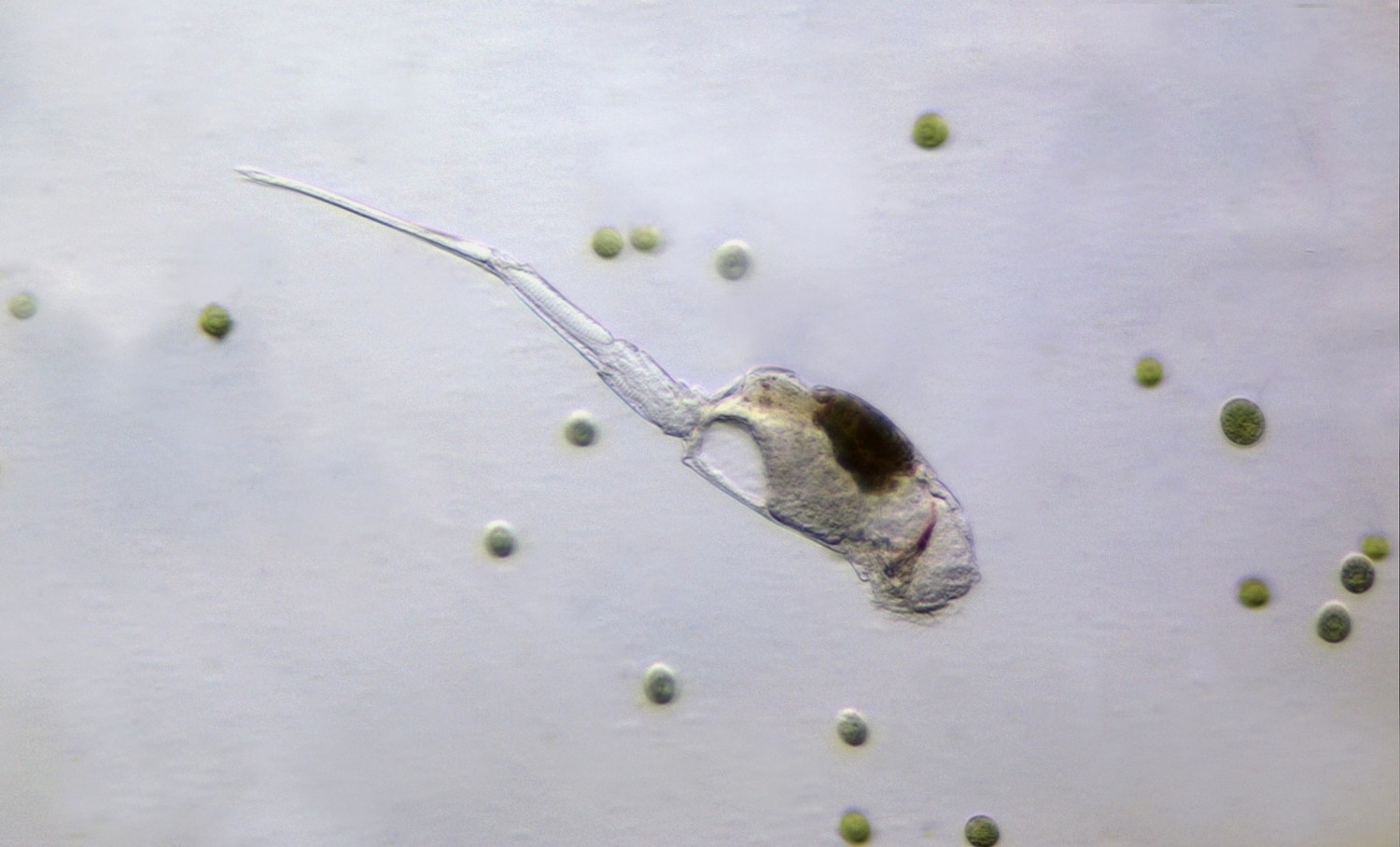 Trichocerca , Natura Mediterraneo | Forum Naturalistico