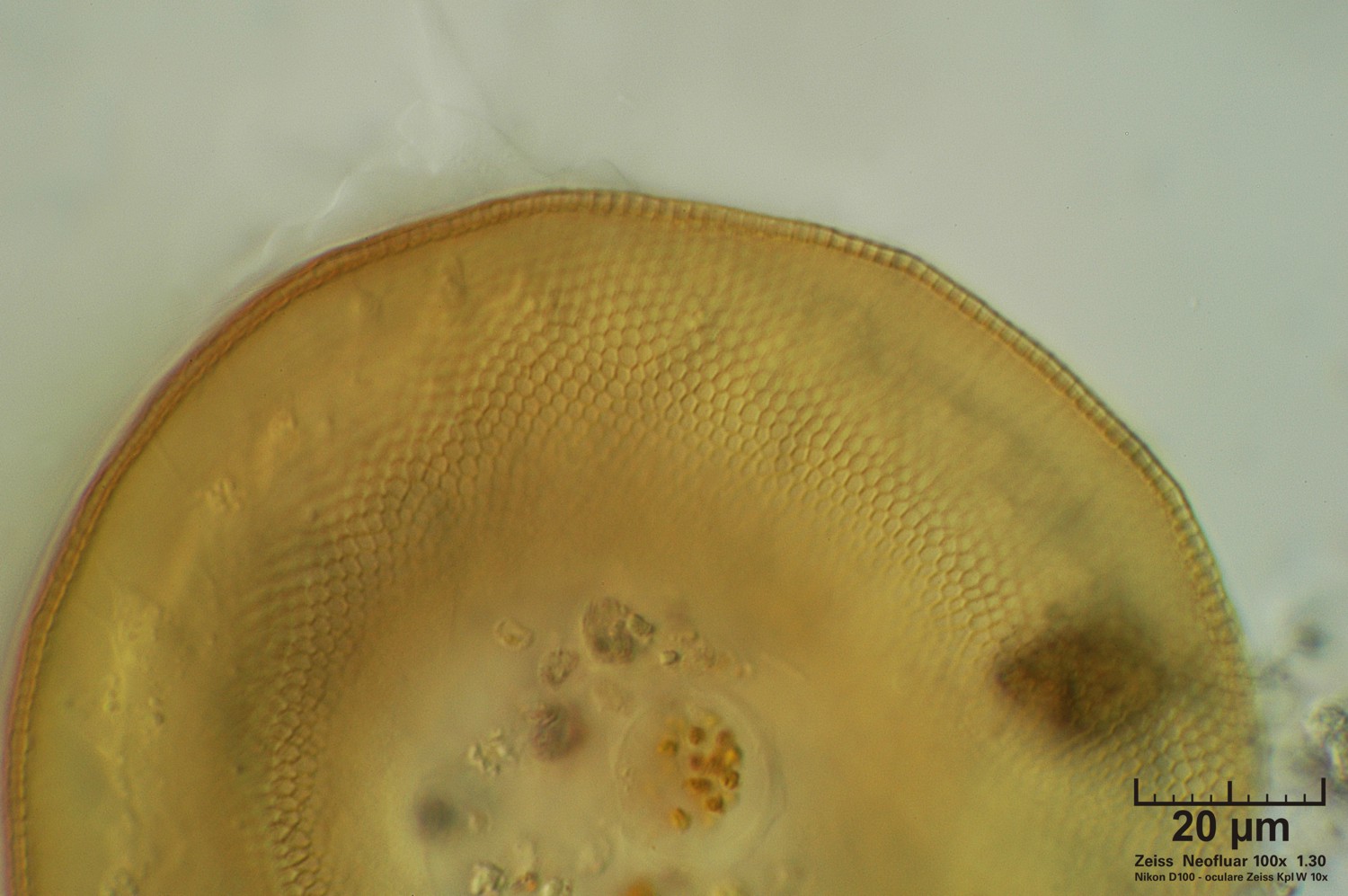 Arcella , Natura Mediterraneo | Forum Naturalistico