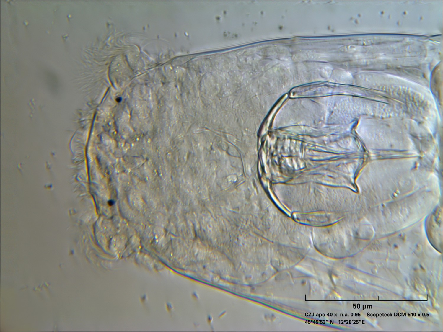 Dicranophorus , Natura Mediterraneo | Forum Naturalistico