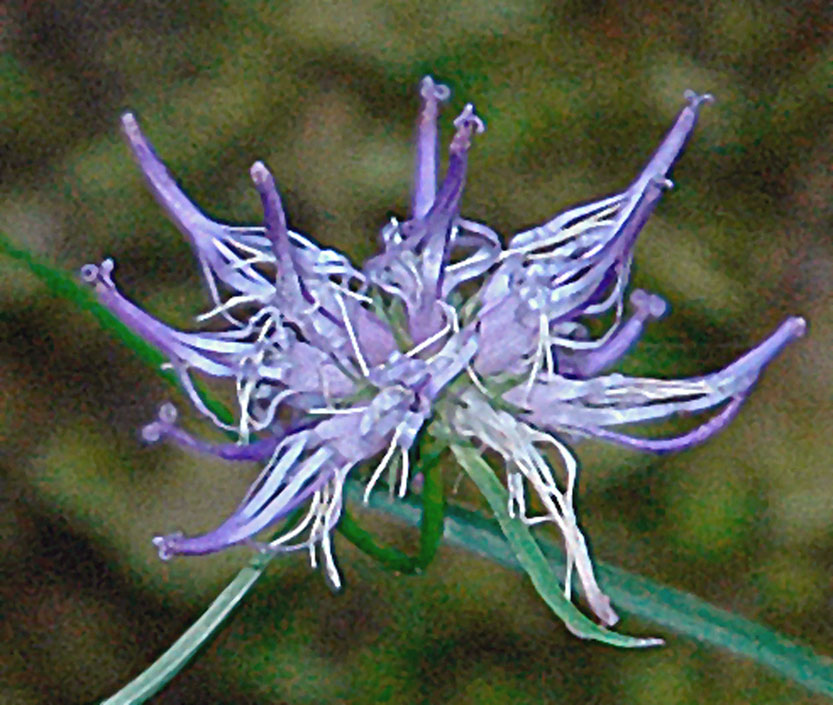 Phyteuma, ma quale? Phyteuma scheuchzeri , Natura Mediterraneo | Forum ...