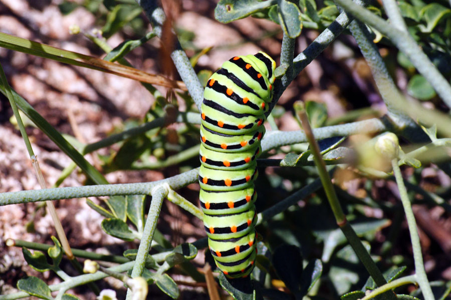 Bruco della ruta , Natura Mediterraneo | Forum Naturalistico