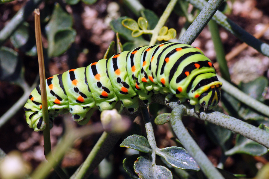 Bruco della ruta , Natura Mediterraneo | Forum Naturalistico