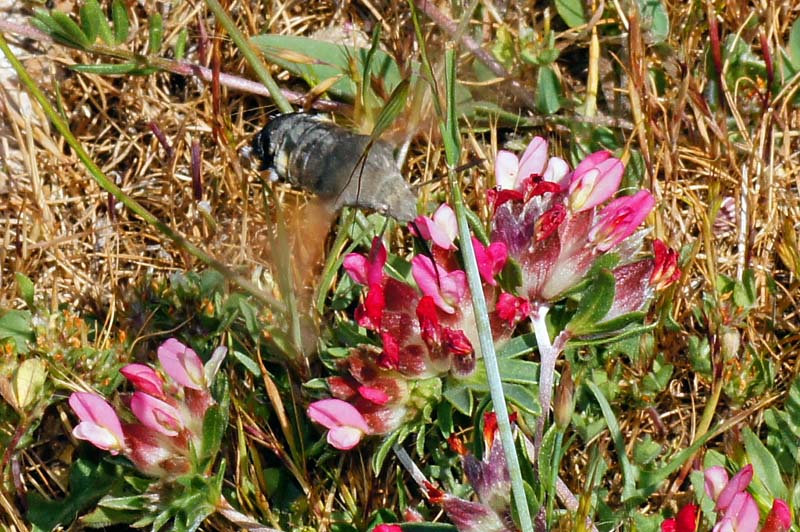 Farfalla colibrì - Macroglossum stellatarum , Natura Mediterraneo ...