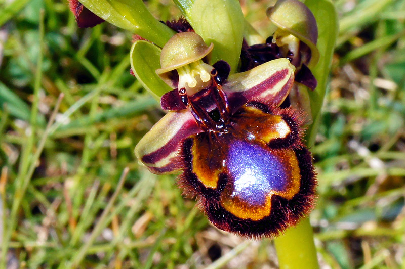 Ophrys speculum , Natura Mediterraneo | Forum Naturalistico