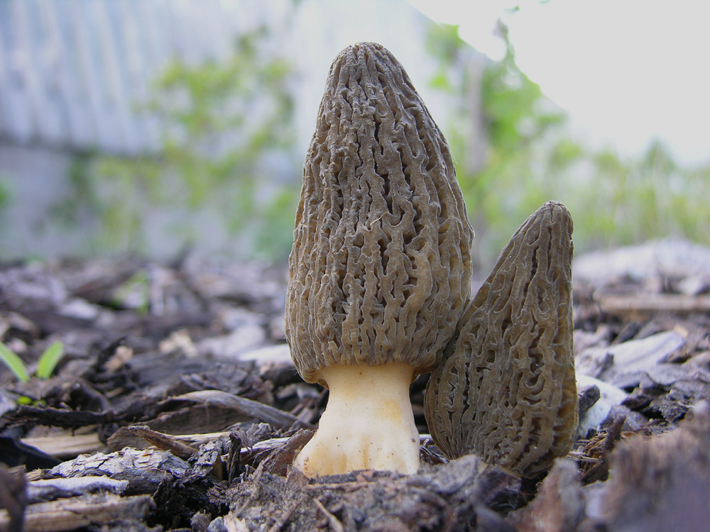 Morchella conica var.costata. , Natura Mediterraneo | Forum Naturalistico