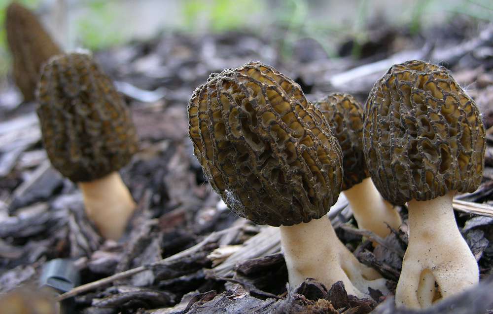 Morchella conica var.costata. , Natura Mediterraneo | Forum Naturalistico