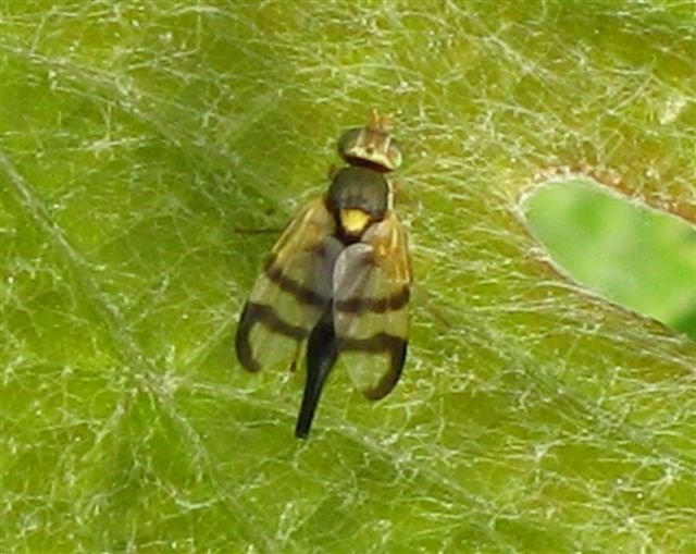 Trypetidae - Rhagoletis completa ? , Natura Mediterraneo | Forum ...