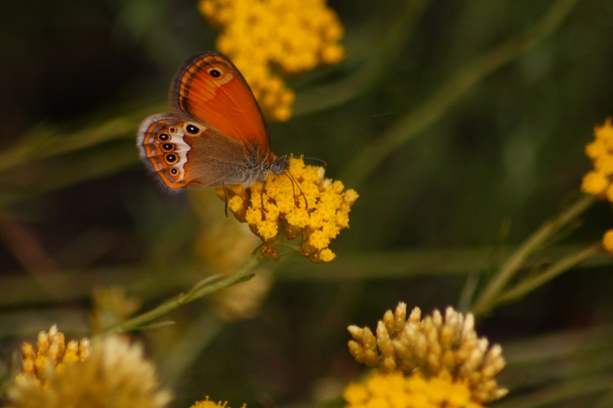 endemismo elbano: coenonimpha elbana. , Natura Mediterraneo | Forum ...