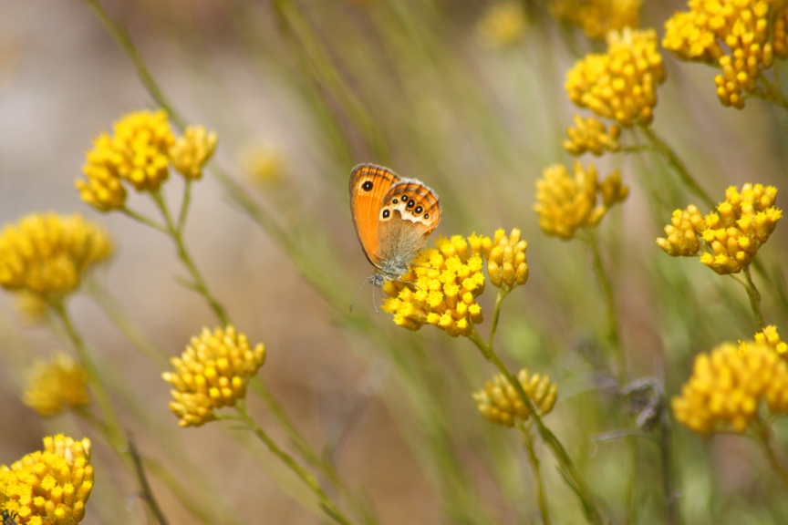 endemismo elbano: coenonimpha elbana. , Natura Mediterraneo | Forum ...