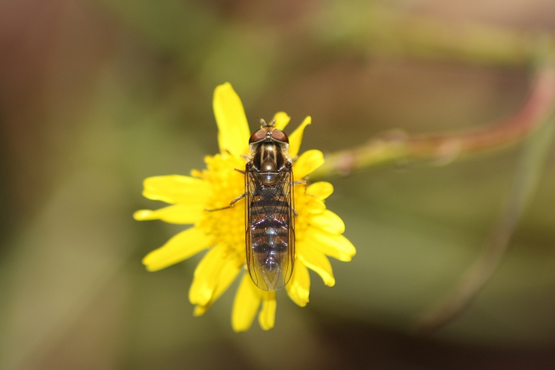 ID sirfidi , Natura Mediterraneo | Forum Naturalistico