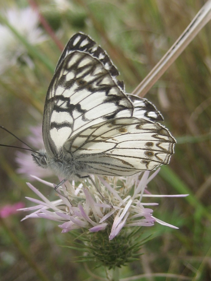 Melanargia pherusa femmina? - Sì , Natura Mediterraneo | Forum ...