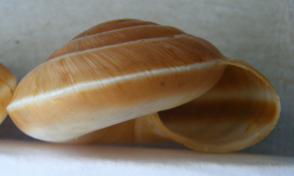 Zonitidae , Natura Mediterraneo | Forum Naturalistico